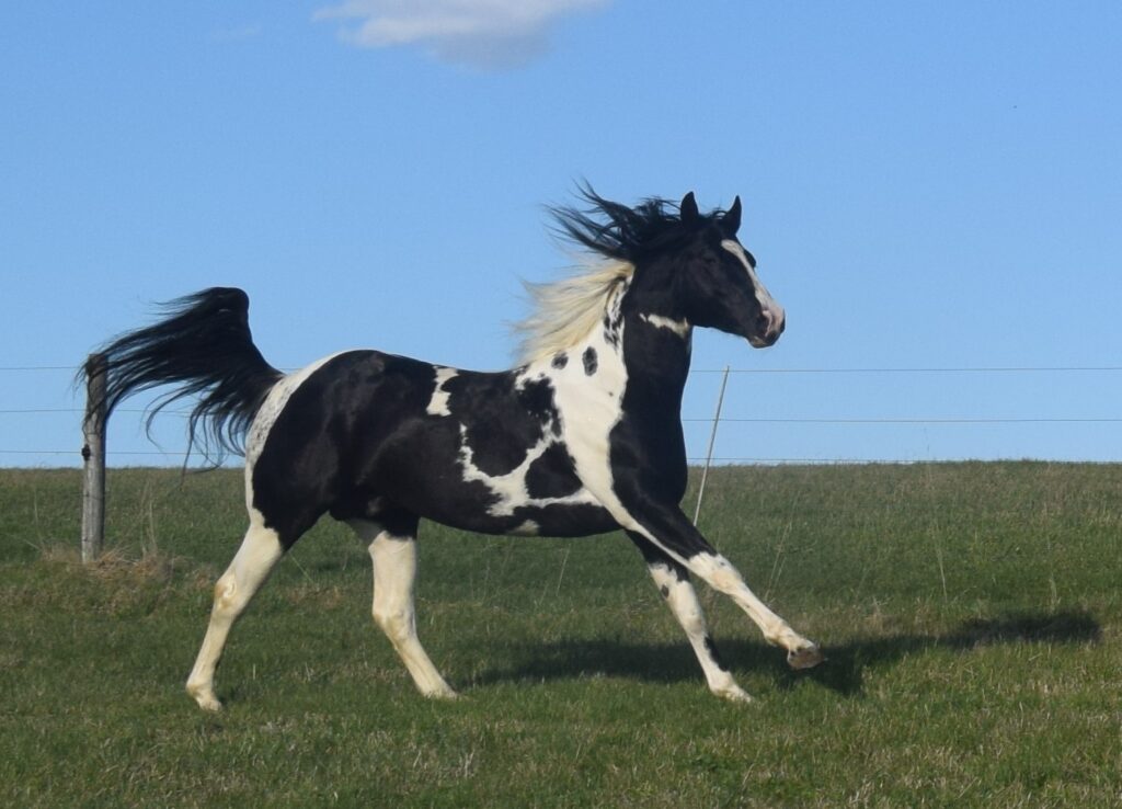 Cash It Cowboy – APHA 2017 Black Double Homozygous Tobiano stallion at ...