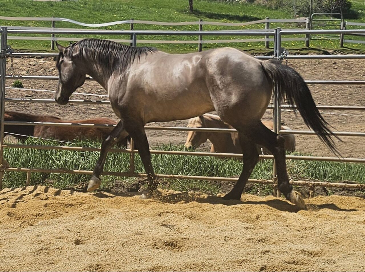 AQHA 2022 Grullo Stallion at stud, double homozygous for black and dun ...